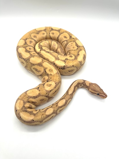 Banana Het Clown Ball Python by Extraordinary Exotics LLC