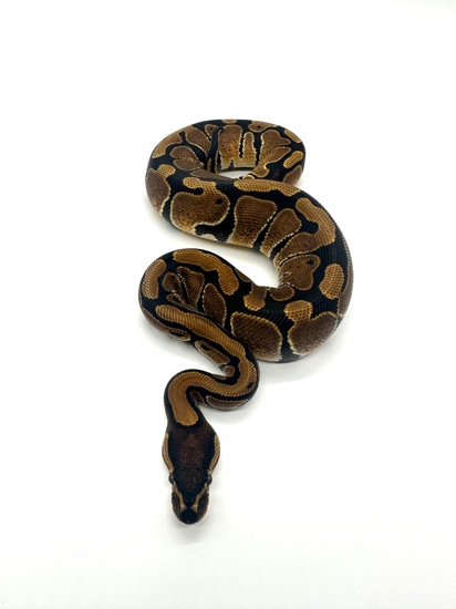 DH Albino Tri Stripe Ball Python by Extraordinary Exotics LLC