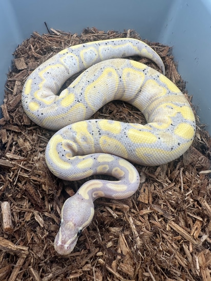Banana 66% Het Clown Ball Python by Extraordinary Exotics
