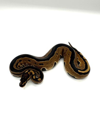 Tristripe 66% Het TSK Axanthic Ball Python by Extraordinary Exotics LLC