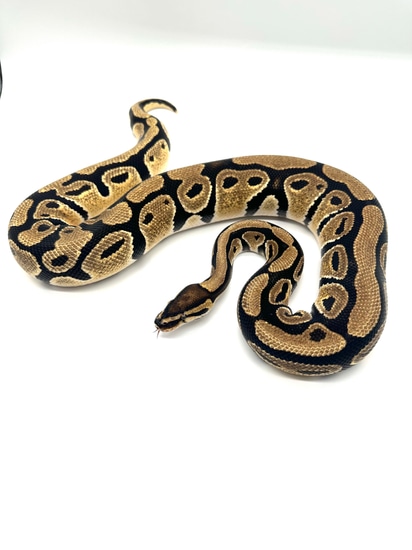 OD Cypress Het Clown Ball Python by Extraordinary Exotics LLC