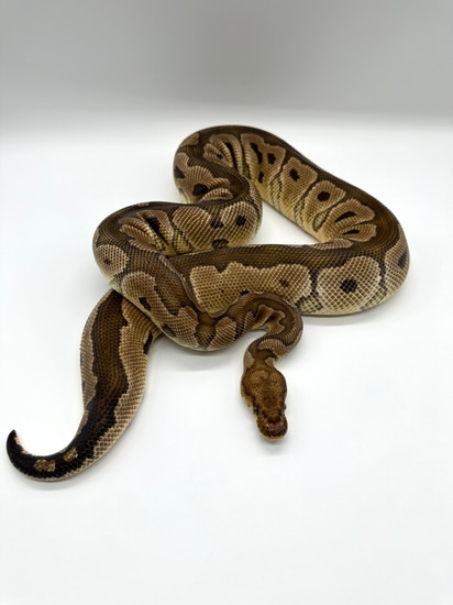 Clown Het DG Ball Python by Extraordinary Exotics LLC