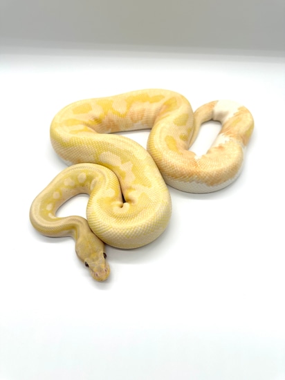 Dreamsicle Ball Python by Extraordinary Exotics