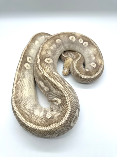 Pastel Mystic Potion Ball Python by Extraordinary Exotics