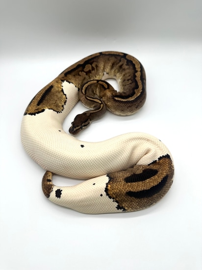 Pied RTB Ball Python by Extraordinary Exotics LLC