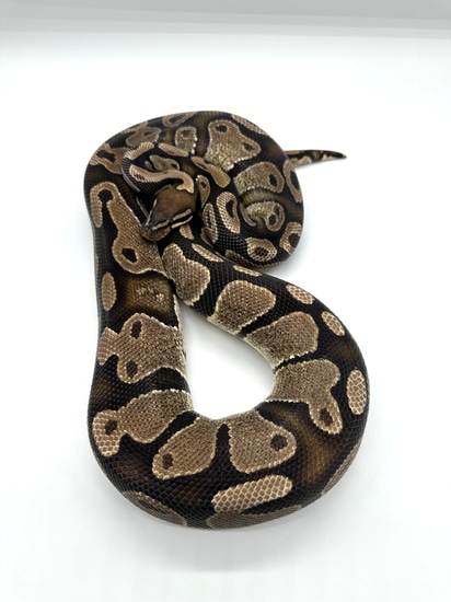 RTB Female DH DG Clown/Pied Group Ball Python by Extraordinary Exotics LLC