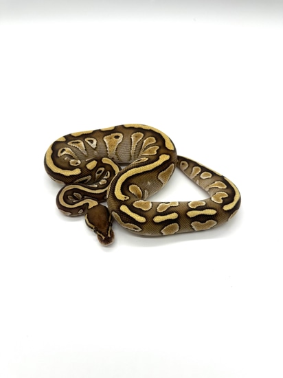 Lesser DH Sunset Clown NO RESERVE Ball Python by Extraordinary Exotics LLC