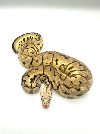 Pastel Spotnose (RS) Clown Ball Python by Extraordinary Exotics