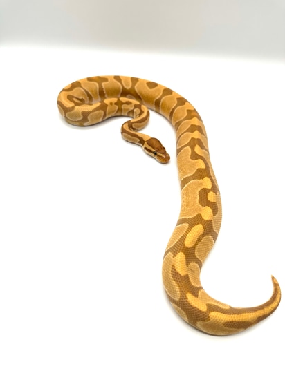 Ultramel Ball Python by Extraordinary Exotics LLC