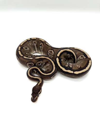 Mojave Grim Or Trident Ball Python by Extraordinary Exotics LLC