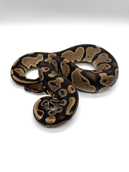 DH Ultramel Pied Ball Python by Extraordinary Exotics