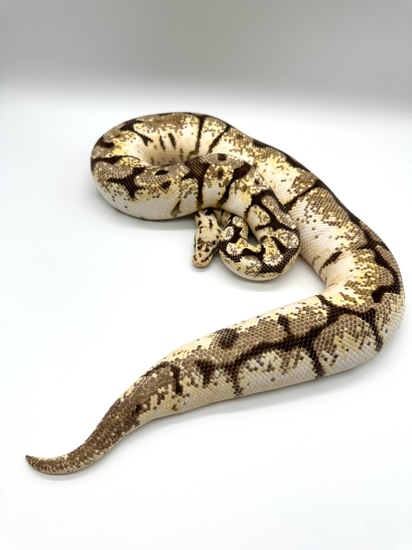 Disco Pastel Spider Ball Python by Extraordinary Exotics