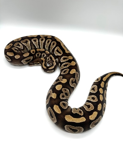 Phantom Het Clown Ball Python by Extraordinary Exotics