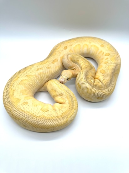 Super Pastel Lesser Hypo Clown Ball Python by Extraordinary Exotics