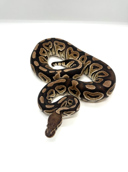 Cinnamon Het Clown Ball Python by Extraordinary Exotics