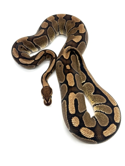 Red Stripe Het Clown Ball Python by Extraordinary Exotics