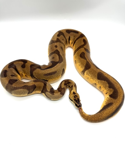 OD Enchi Leopard Het Clown Ball Python by Extraordinary Exotics