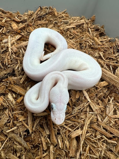 Blue Eyed Lucy Ball Python by Extraordinary Exotics