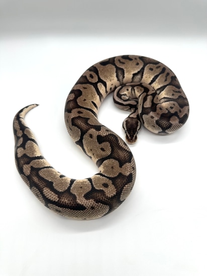 Firefly VPI Axanthic Ball Python by Extraordinary Exotics LLC
