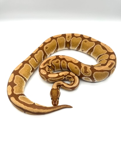 Ultramel Ball Python by Extraordinary Exotics LLC