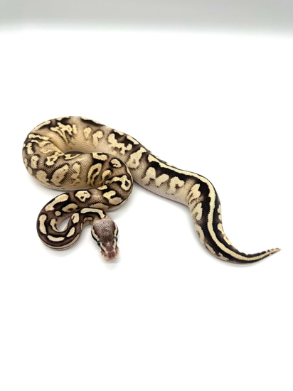 Super Pastel GHI Phantom Het VPI Axanthic Ball Python by Extraordinary ...