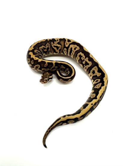 GHI Confusion Pastel Het VPI Axanthic Ball Python by Extraordinary Exotics