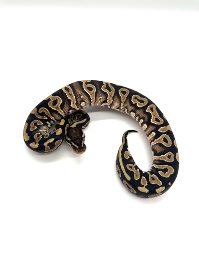 GHI YB Het VPI Axanthic Ball Python by Extraordinary Exotics