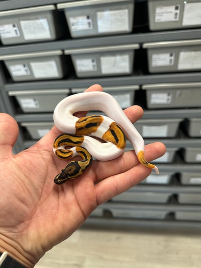 Super OD Pied Het Clown Ball Python by Extraordinary Exotics