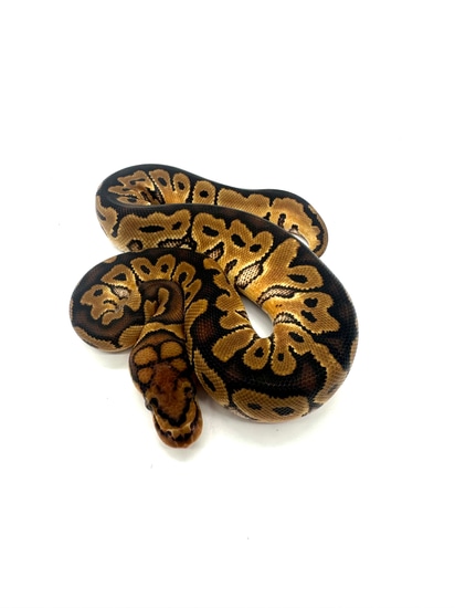 YB Clown 50% Het Monsoon Ball Python by Extraordinary Exotics LLC