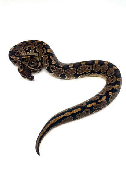 Het Pied PH Monsoon Pair Ball Python by Extraordinary Exotics LLC