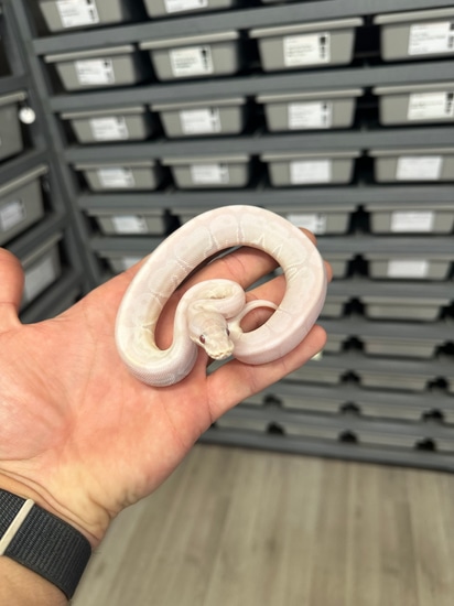 Lavender VPI Snow Ball Python by Extraordinary Exotics