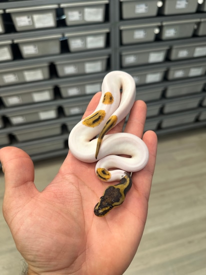 OD Leopard Pied Het DG Ball Python by Extraordinary Exotics