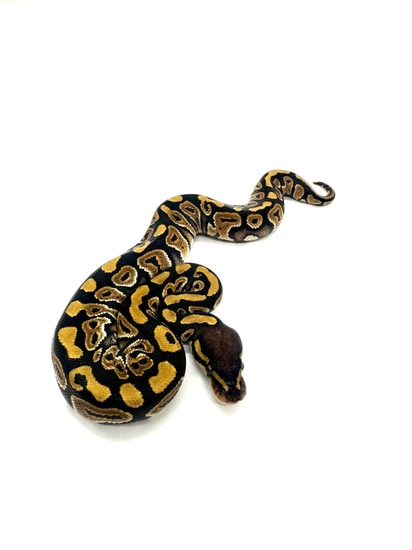 Phantom 66% Het Monsoon & Clown Ball Python by Extraordinary Exotics LLC