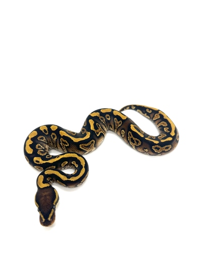 Phantom YB 66% Het Monsoon & Clown Ball Python by Extraordinary Exotics