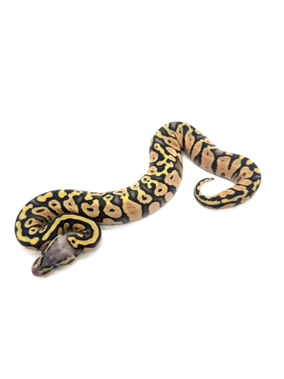Super Pastel Hypo Het Zebra Ball Python by Extraordinary Exotics LLC