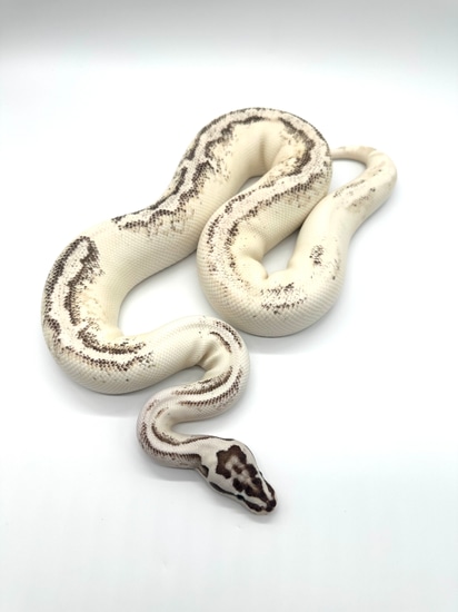 Firefly Leopard VPI Axanthic Pied Ball Python by Extraordinary Exotics