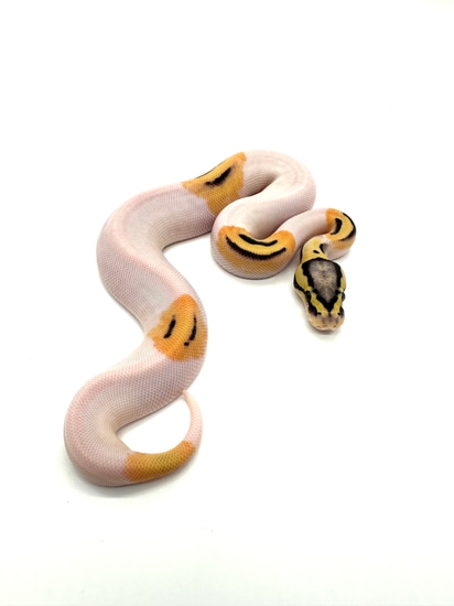 OD Firefly DG Pied Ball Python by Extraordinary Exotics LLC