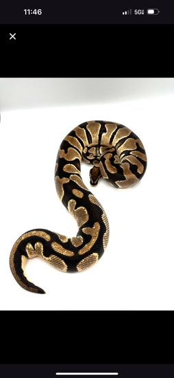 Het Clown Female Breeder Group Ball Python by Extraordinary Exotics LLC