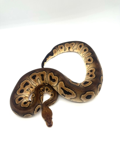 Wookie Clown Ball Python by Extraordinary Exotics LLC