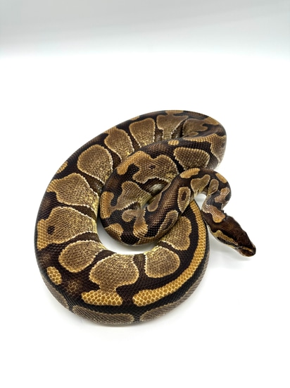 Enchi Het Ultramel Ball Python by Extraordinary Exotics LLC