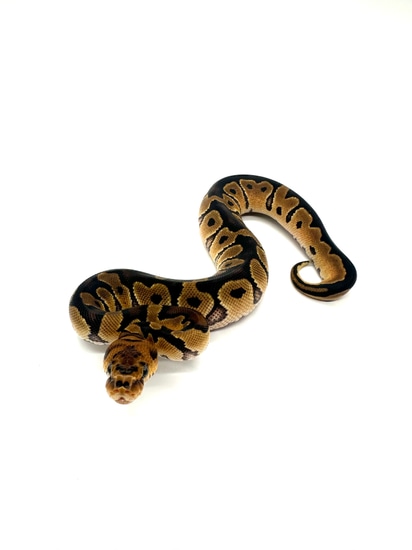 Clown Het DG Ball Python by Extraordinary Exotics