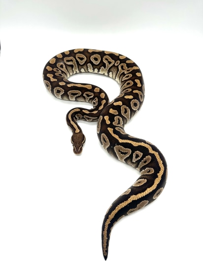 Phantom DH Monsoon Clown Ball Python by Extraordinary Exotics
