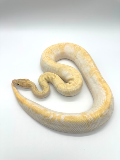 Banana Calico Super Enchi (YB) Ball Python by Extraordinary Exotics
