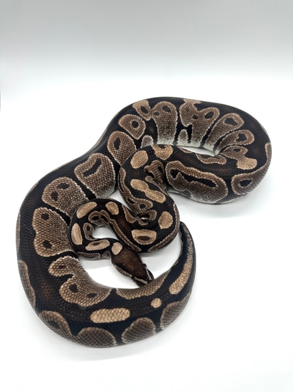 VPI Axanthic Het Albino Ball Python by Extraordinary Exotics
