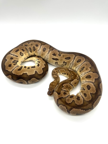 Clown Ball Python by Extraordinary Exotics