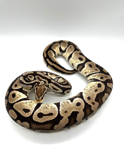 Pastel DH Hypo Puzzle Ball Python by Extraordinary Exotics LLC