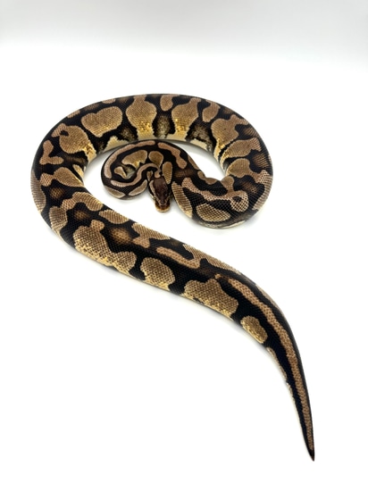 Pastel Het Puzzle Ball Python by Extraordinary Exotics LLC