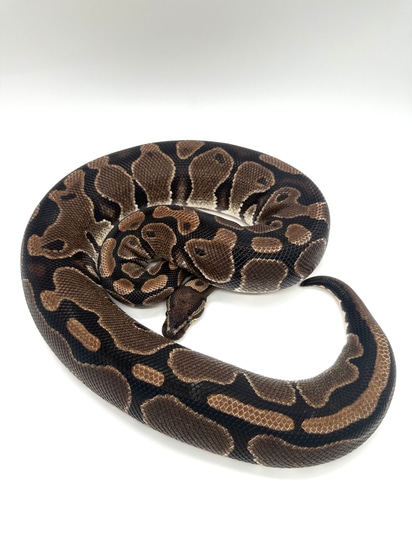 DH VPI Axanthic Pied Ball Python by Extraordinary Exotics