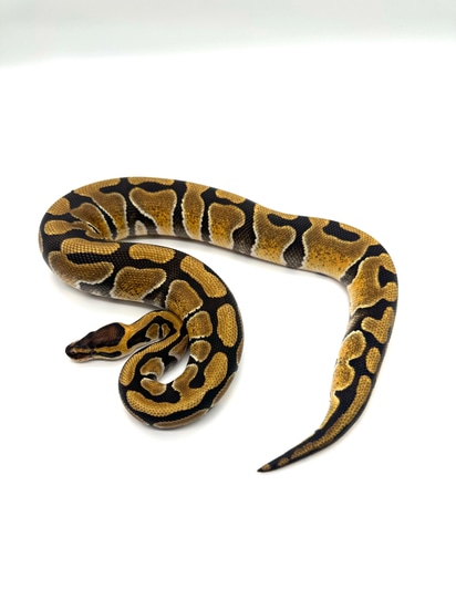Enchi NR Mandarin Het Clown Ball Python by Extraordinary Exotics