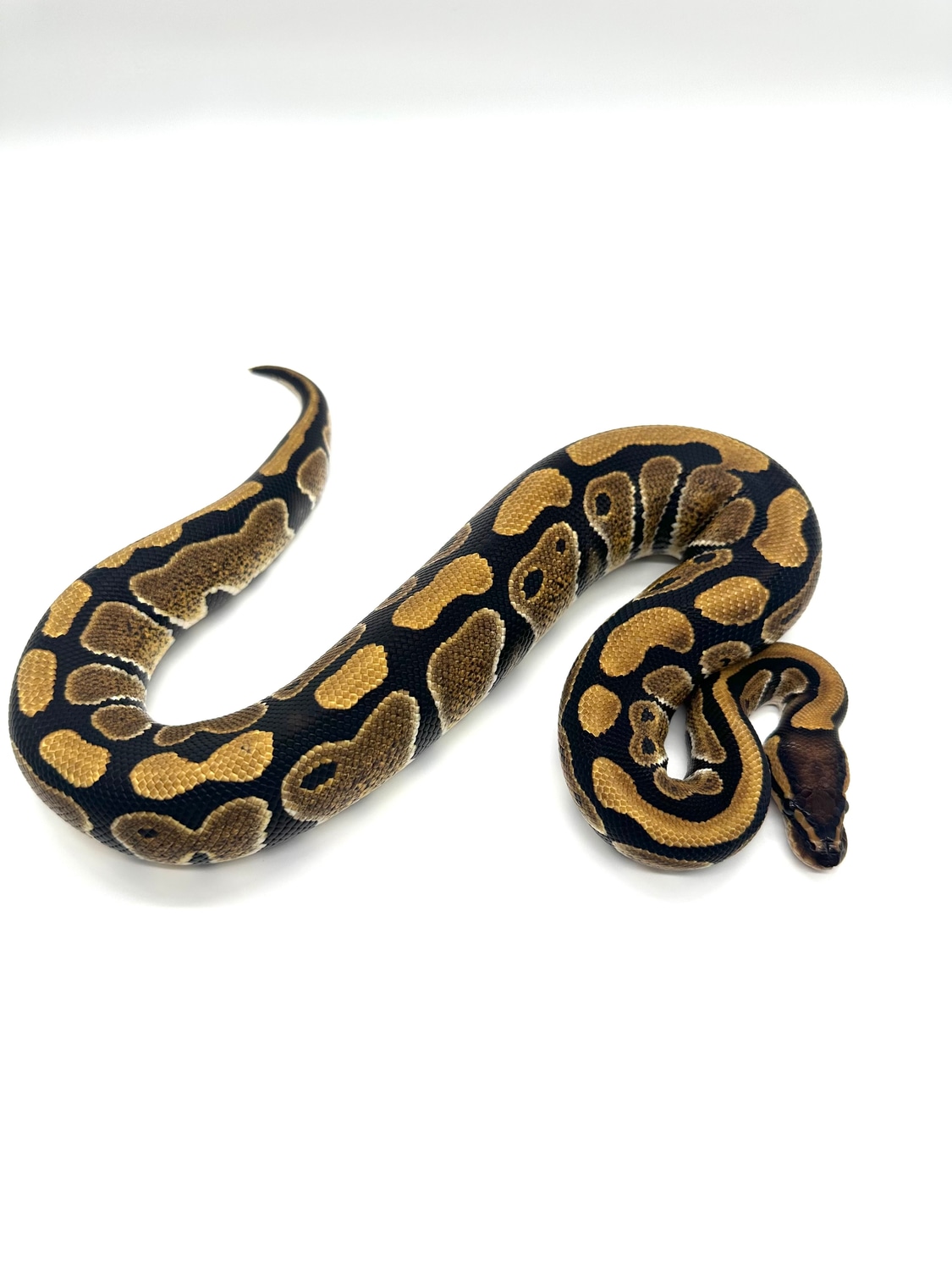 NR Mandarin Het Clown